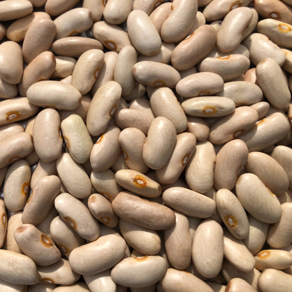 Rajma – varieties explained – Tons Valley Shop