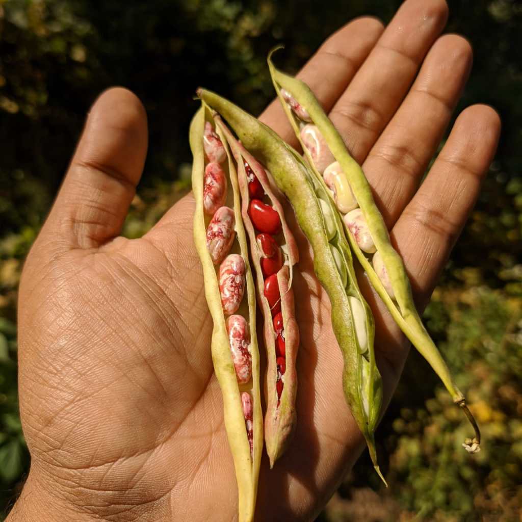 Rajma – varieties explained – Tons Valley Shop