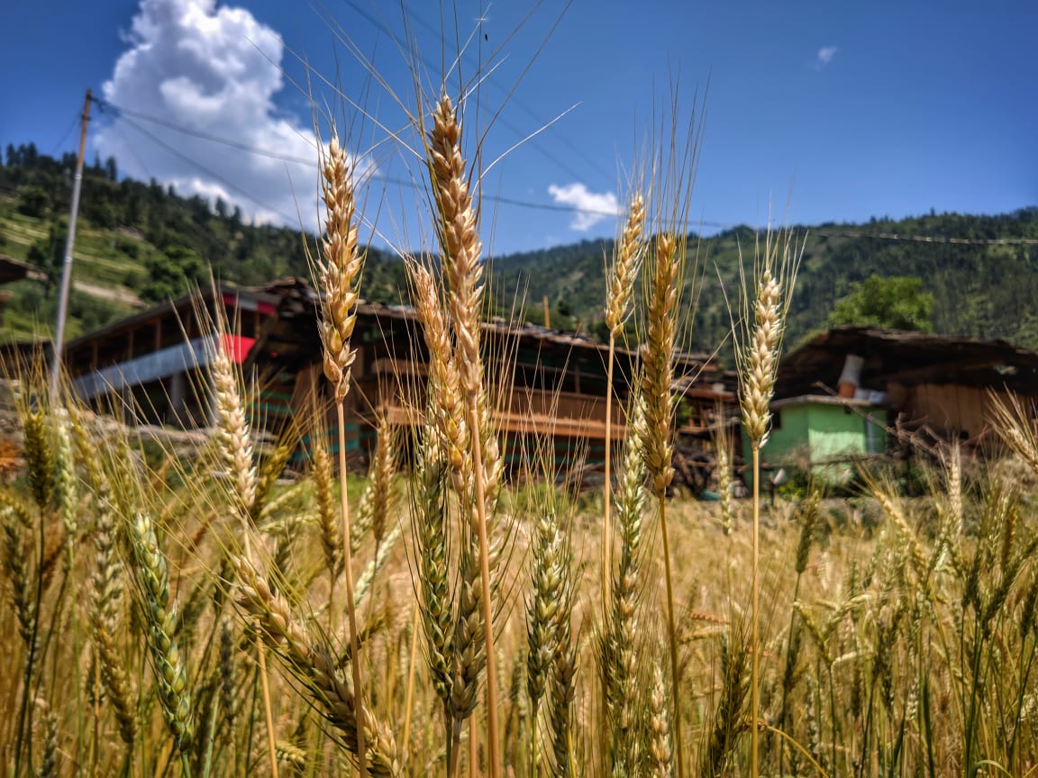 Organic Stone-Ground Khapli (Emmer Wheat) Wheat Flour | Tons Valley Shop