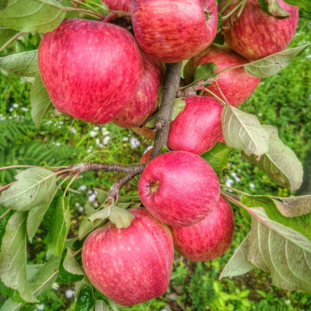 Natural wax on apples – Tons Valley Shop
