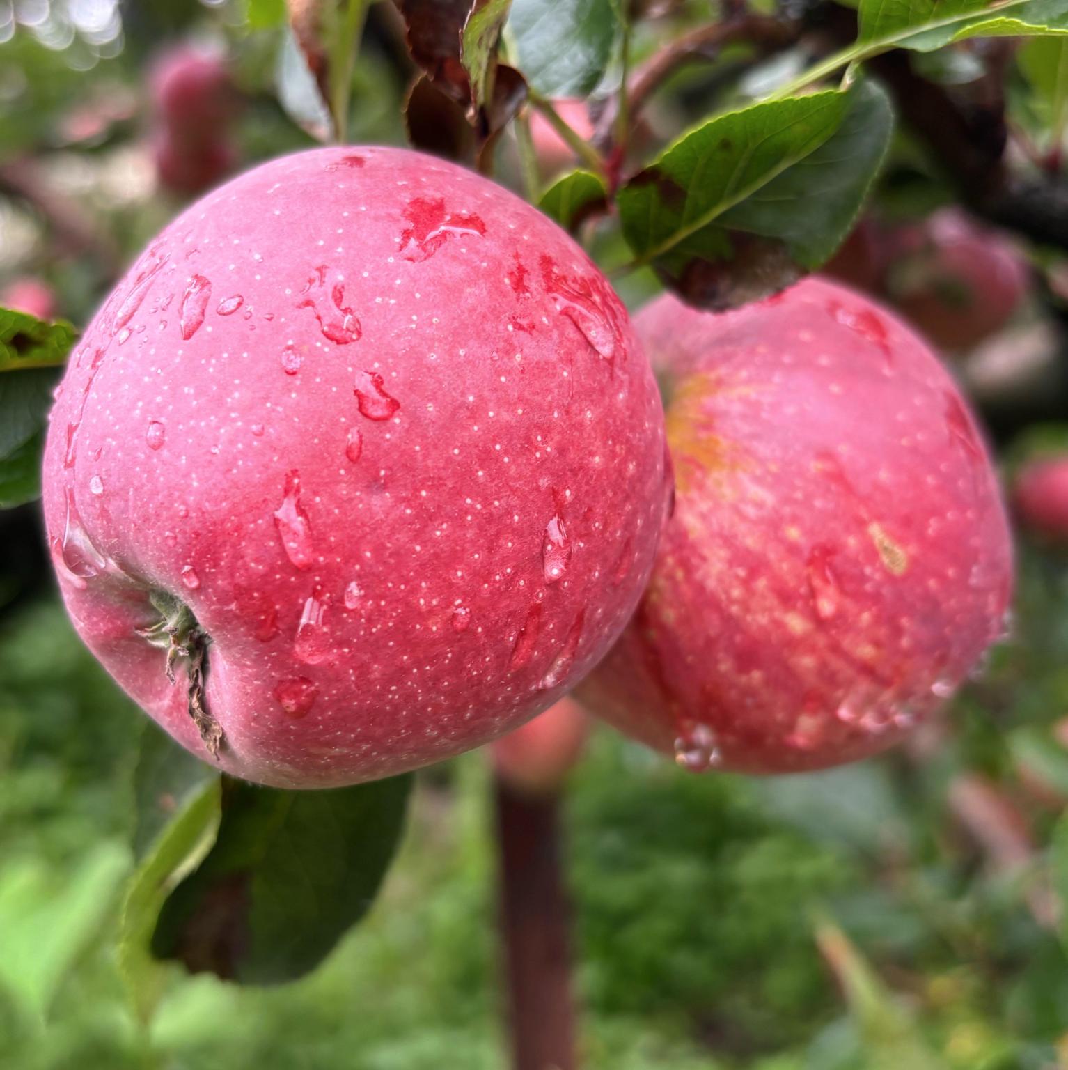 Kinnaur Royal Delicious Apples | High Altitude Crop – Tons Valley Shop