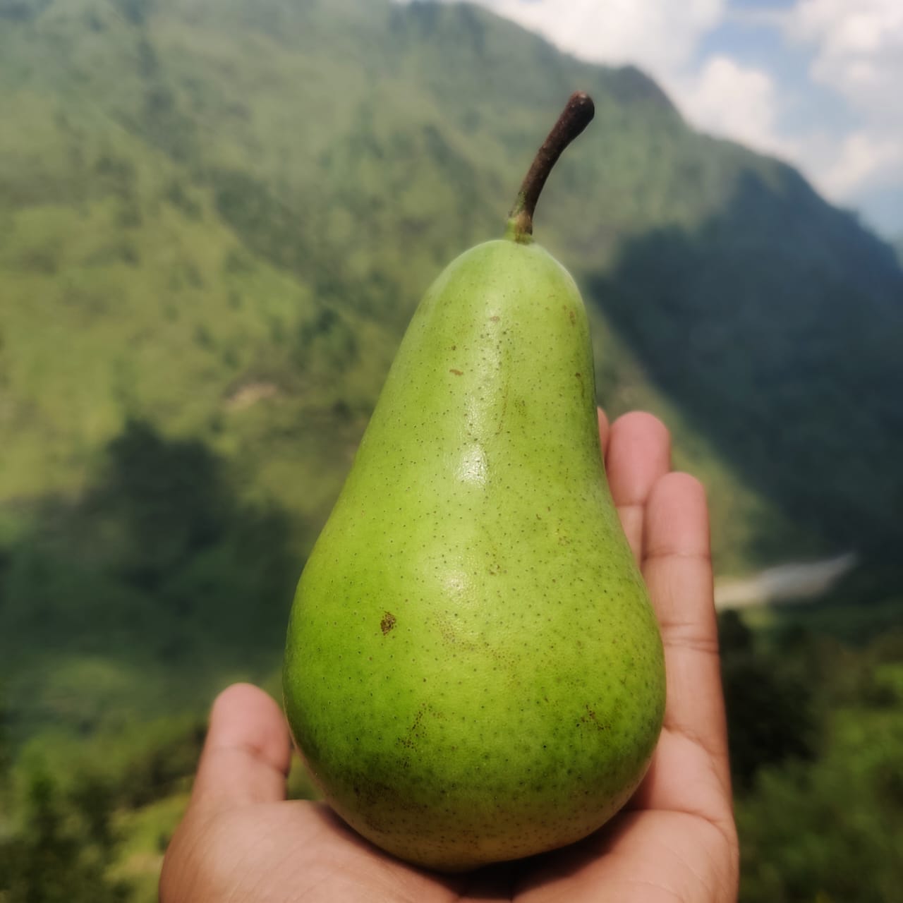 Comice | French Green Pears | Tons Valley Shop